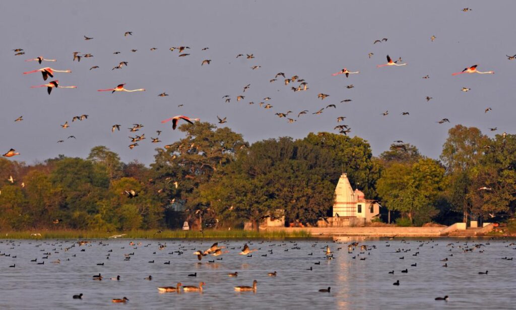 Menar - The Bird Village in Udaipur - My Udaipur City